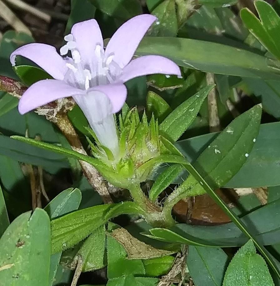Photo of the bloom of Florida Pusley (Richardia scabra) posted by ...