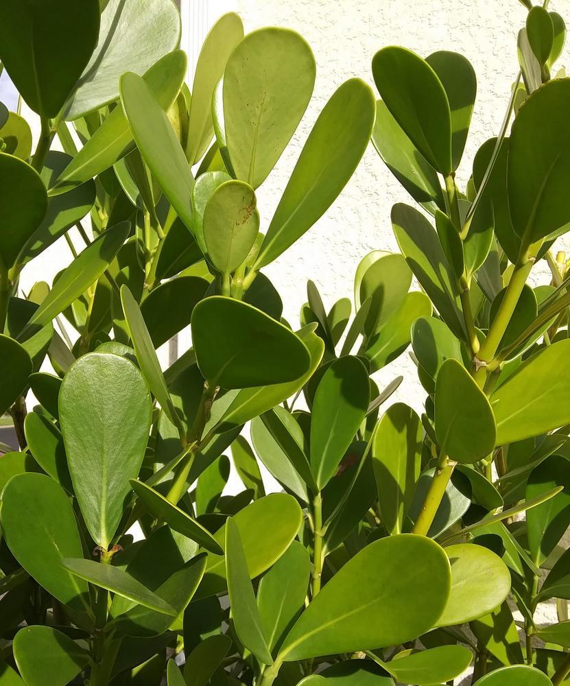 Photo of the leaves of Clusia posted by purpleinopp - Garden.org