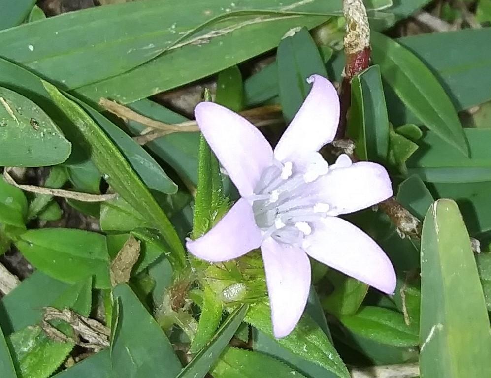 Photo of the bloom of Florida Pusley (Richardia scabra) posted by ...