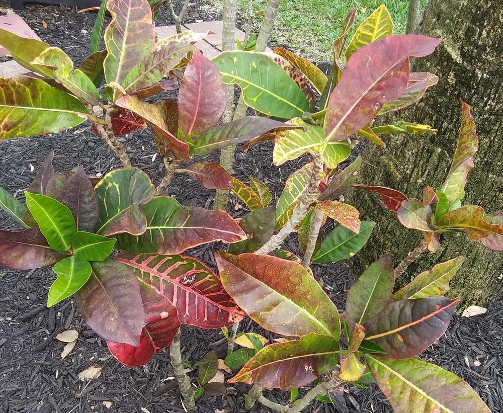 Photo of the entire plant of Croton (Codiaeum variegatum) posted by ...