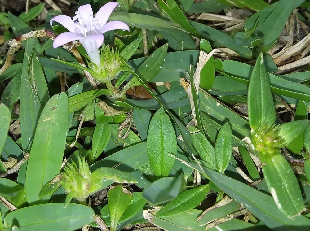 Photo of the entire plant of Mexican Clover (Richardia scabra) posted ...