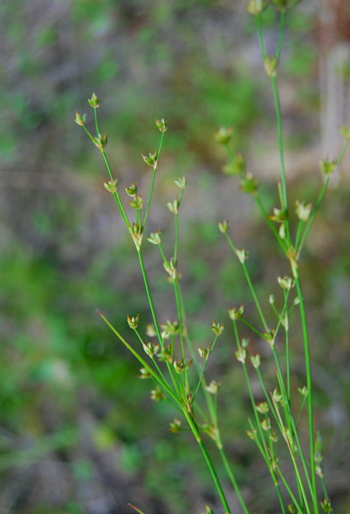 Photo of the bloom of Weak Rush (Juncus debilis) posted by scvirginia ...