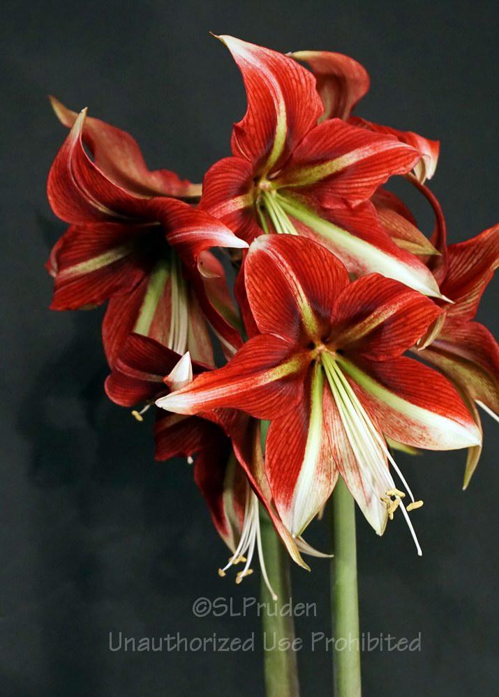 Photo of the bloom of Amaryllis (Hippeastrum 'Ruby Star') posted by ...