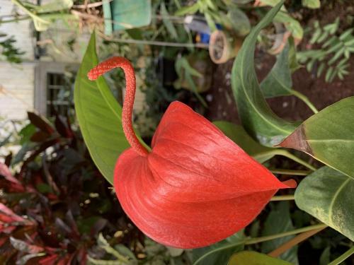 'Endless Forms Most Beautiful' The aroid photo gallery in the ...