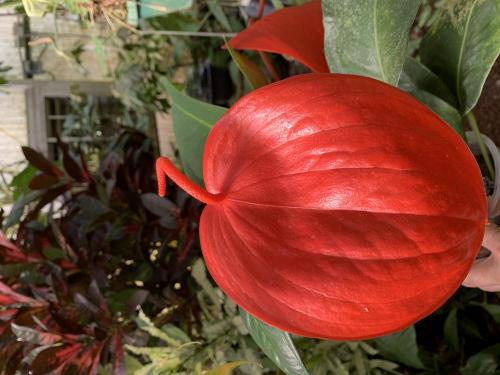 'Endless Forms Most Beautiful' The aroid photo gallery in the ...