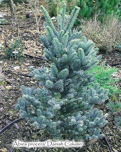 Photo of the entire plant of Noble Fir (Abies procera 'Danish Column ...