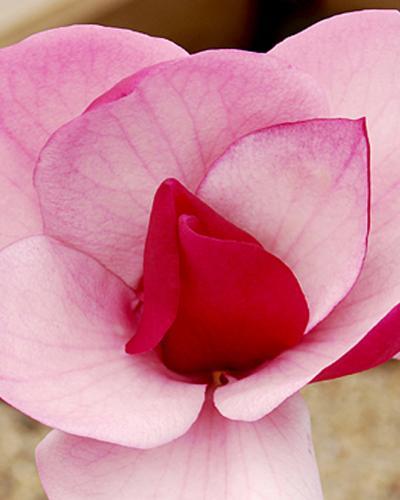 Magnolia 'Frank's Masterpiece' in the Magnolias Database - Garden.org