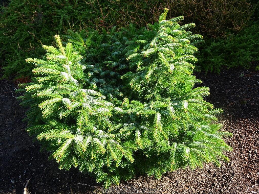Photo of the entire plant of European Silver Fir (Abies alba 'Barabits ...