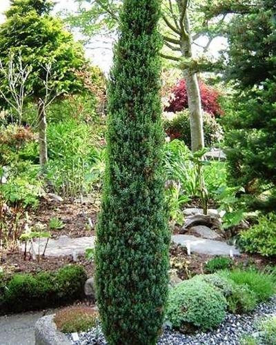 Common Juniper (Juniperus communis var. communis 'Arnold') - Garden.org