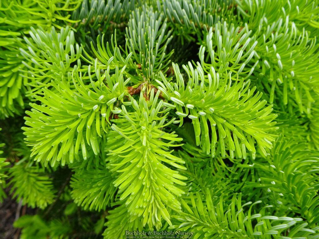 Photo of the leaves of European Silver Fir (Abies alba 'Barabits Star ...