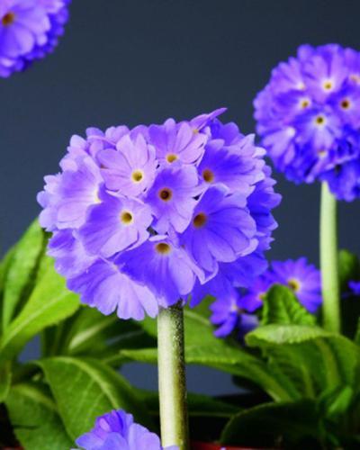 Photo of the bloom of Drumstick Primrose (Primula denticulata 'Blue ...
