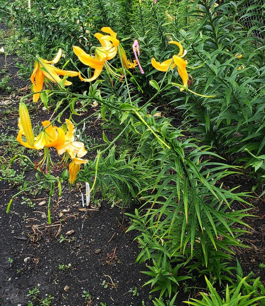 Late to the party...images from summer of 2022 in the Lilies forum ...