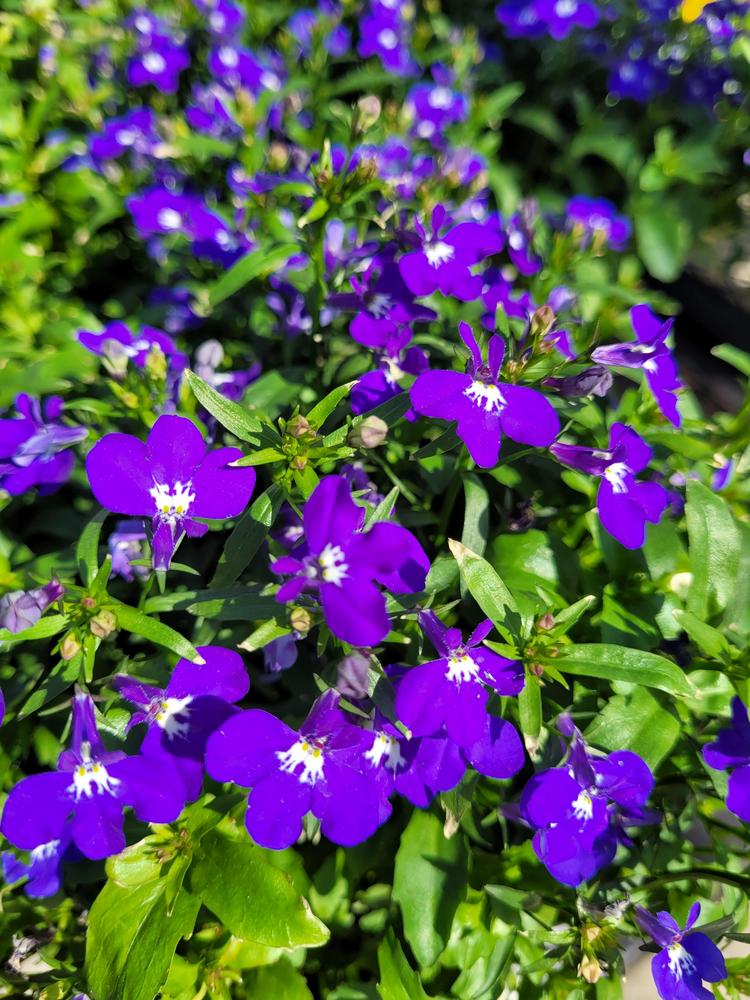 Photo of the bloom of Edging Lobelia (Lobelia erinus Techno Heat ...