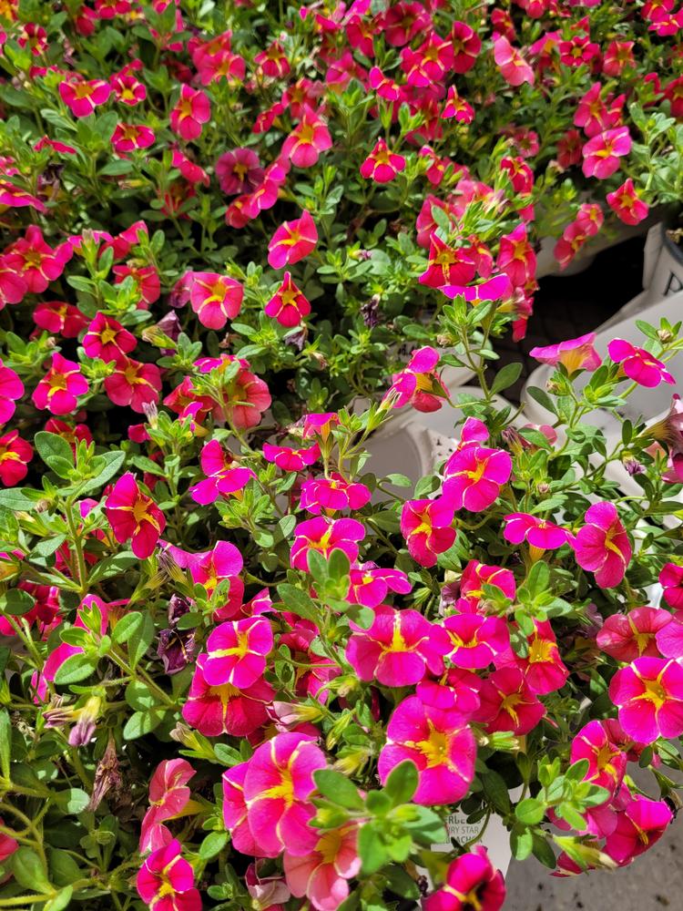 Photo of the entire plant of Million Bells (Calibrachoa Superbells ...