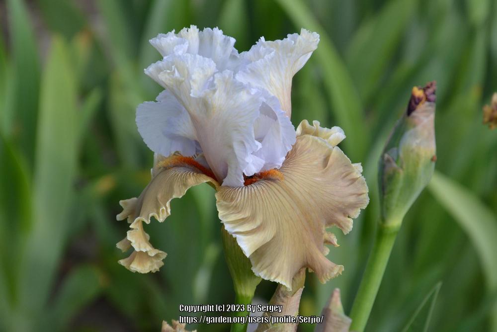 Photo of the bloom of Tall Bearded Iris (Iris 'Out to Lunch') posted by Serjio - Garden.org