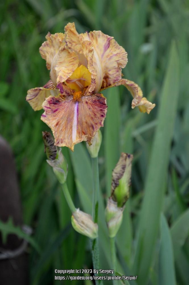 Photo of the bloom of Tall Bearded Iris (Iris 'One Small Step') posted ...