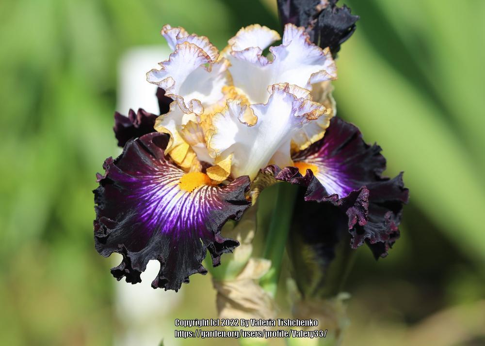 Photo of the bloom of Tall Bearded Iris (Iris 'Reckless Child') posted by Valery33 - Garden.org