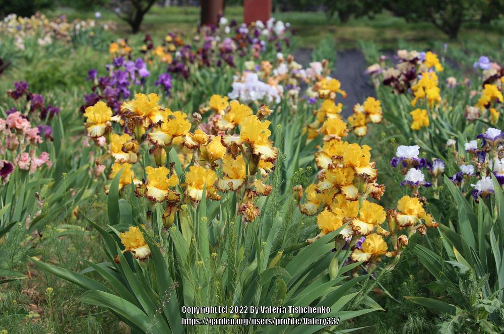 Photo of the bloom of Tall Bearded Iris (Iris 'Rare Coin') posted by ...