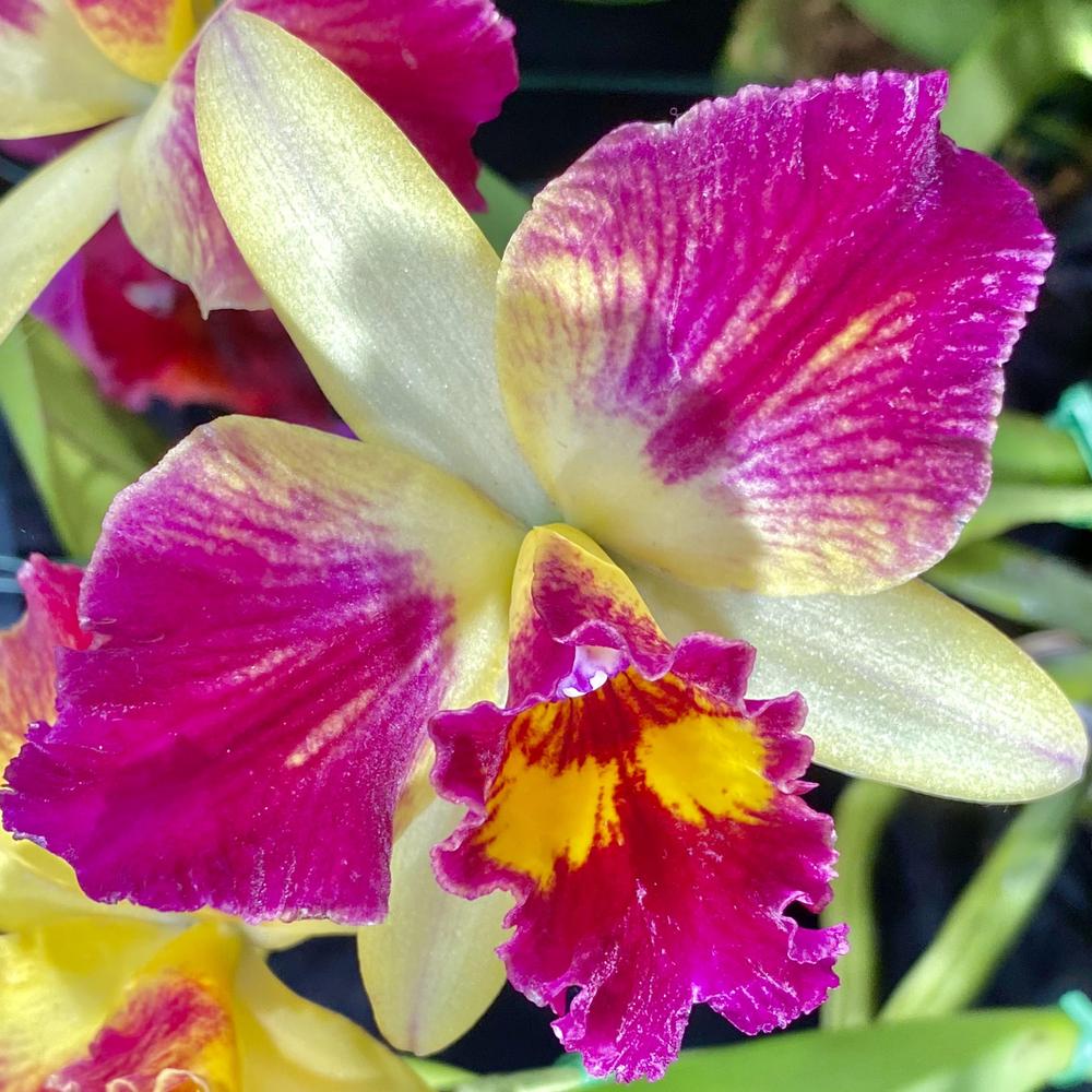 Photo of the bloom of Orchid (Cattleya Fire Magic 'Solar Flare') posted ...