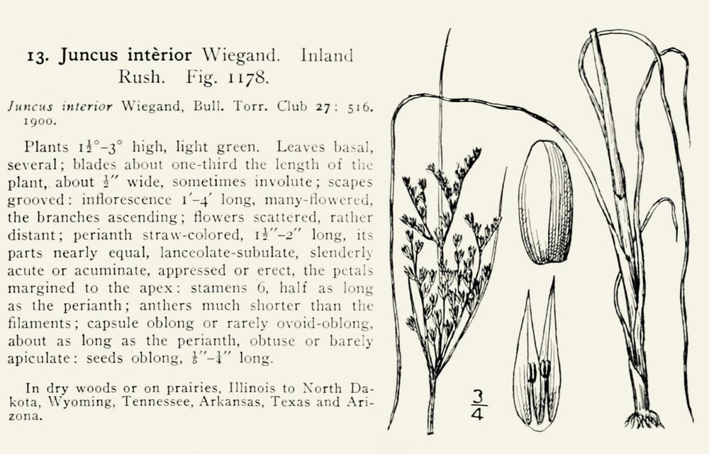 Photo of the documentation of Inland Rush (Juncus interior) posted by ...