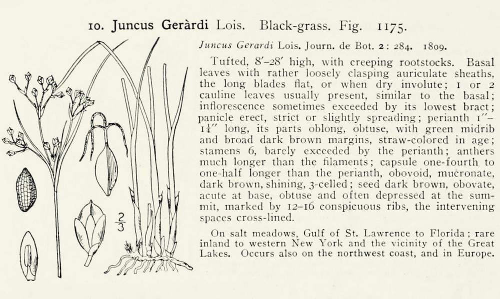 Photo of the documentation of Saltmeadow Rush (Juncus gerardi) posted ...