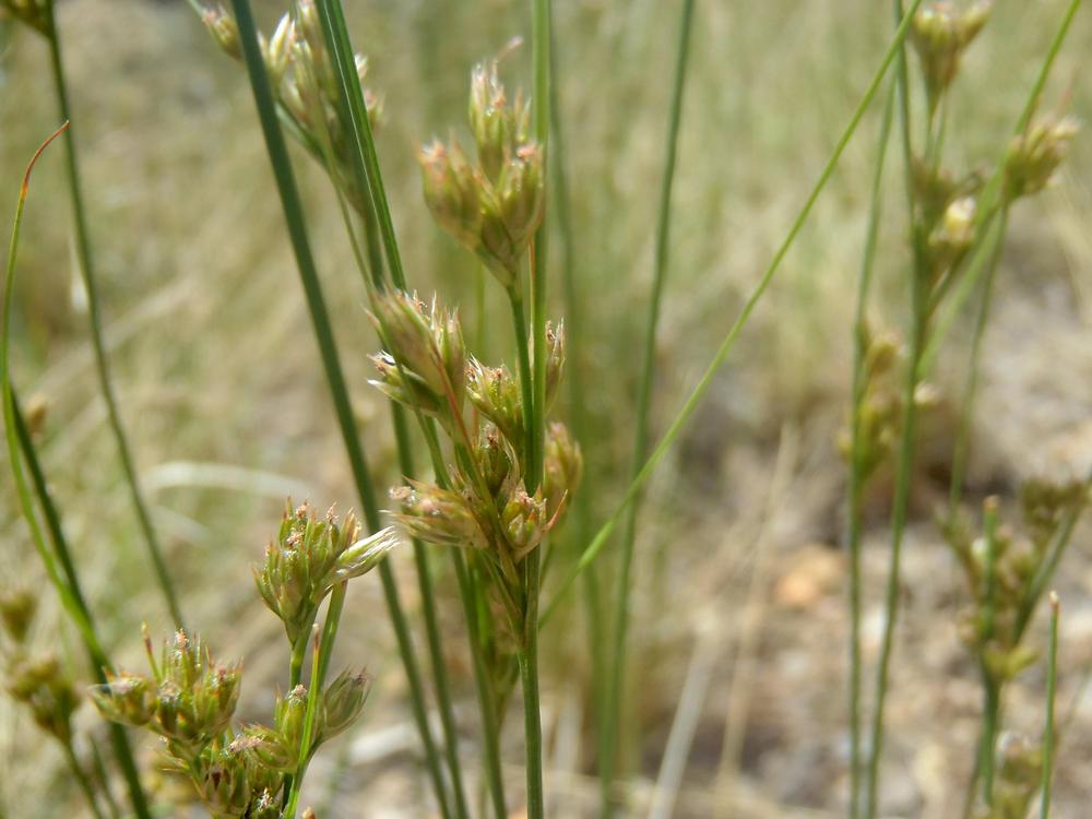 Photo of the bloom of Inland Rush (Juncus interior) posted by ...