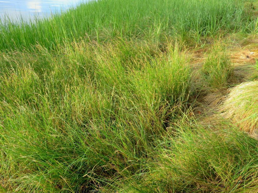 Photo of the habitat view of Saltmeadow Rush (Juncus gerardi) posted by ...