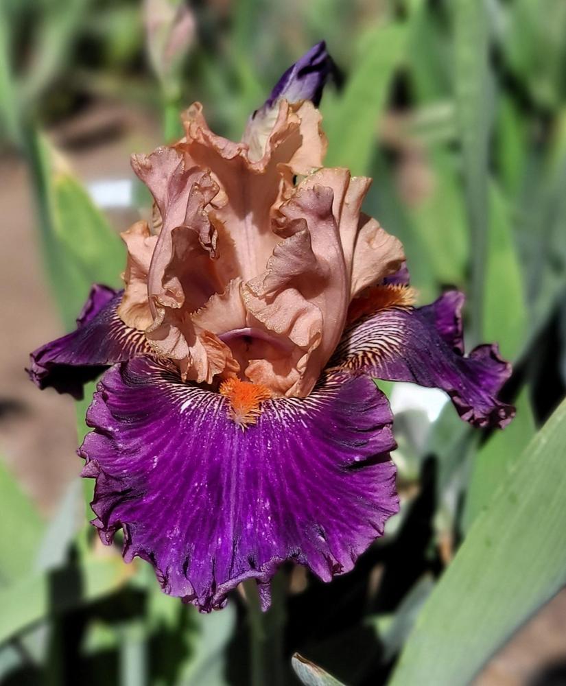 Photo of the bloom of Tall Bearded Iris (Iris 'Petalpalooza') posted by Bitoftrouble - Garden.org
