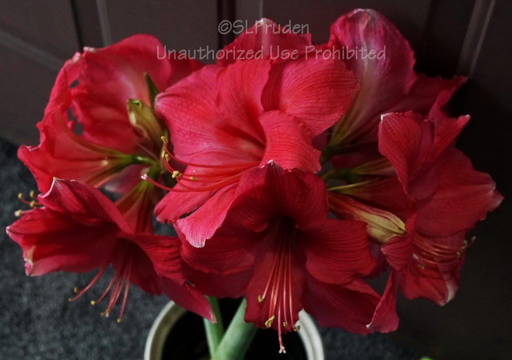 Photo of the bloom of Amaryllis (Hippeastrum 'Pink Surprise') posted by ...