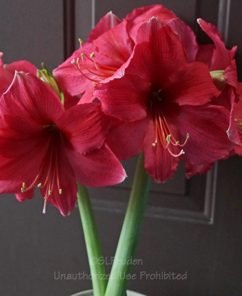 Photo of the bloom of Amaryllis (Hippeastrum 'Pink Surprise') posted by ...