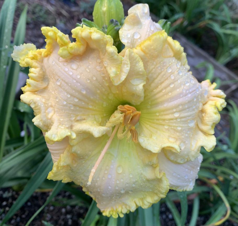 Daylily (Hemerocallis 'My Sweet Hazel') in the Daylilies Database ...