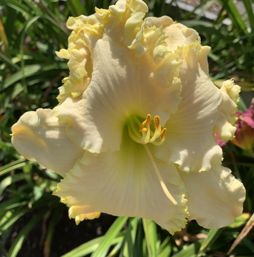 Photo of the bloom of Daylily (Hemerocallis 'My Sweet Hazel') posted by ...