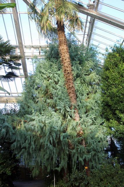 Photo of the entire plant of Kashmir Cypress (Cupressus cashmeriana ...