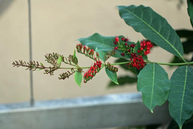 Photo of the bloom of Combretum (Combretum coccineum) posted by ...
