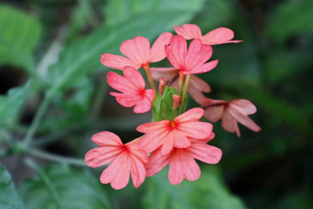 Photo of the bloom of Red Firecracker Flower (Crossandra nilotica ...