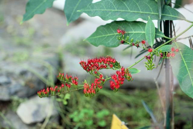 Photo of the bloom of Combretum (Combretum coccineum) posted by ...