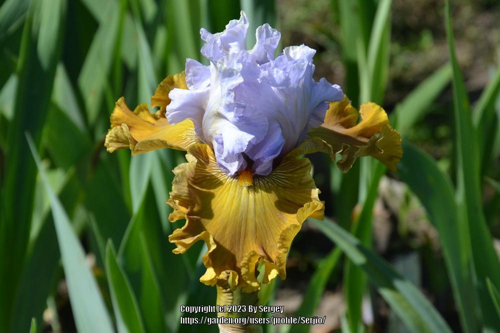 Photo of the bloom of Tall Bearded Iris (Iris 'Olive Windows') posted ...