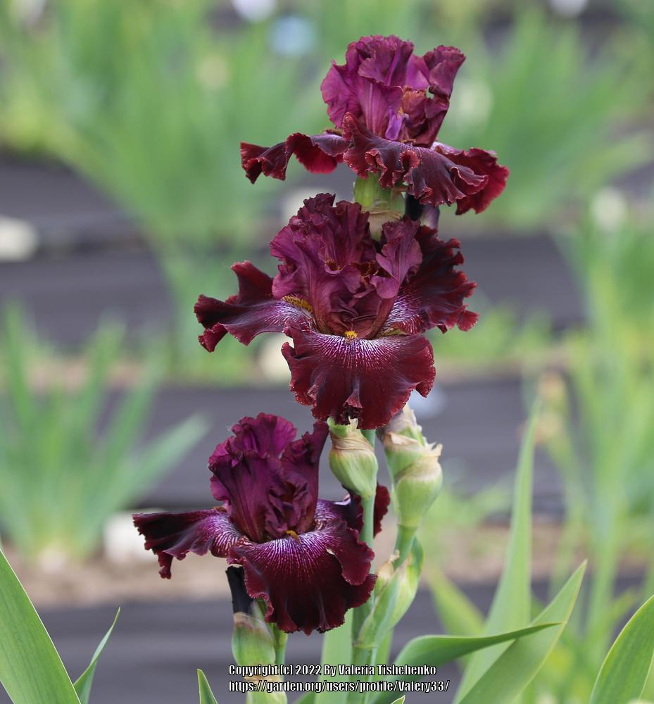 Photo of the bloom of Tall Bearded Iris (Iris 'Radiant Garnet') posted ...