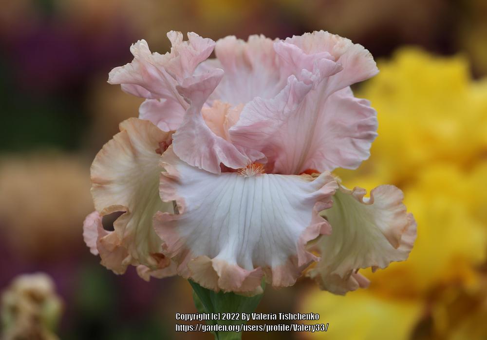 Photo of the bloom of Tall Bearded Iris (Iris 'Pink Sugar') posted by ...
