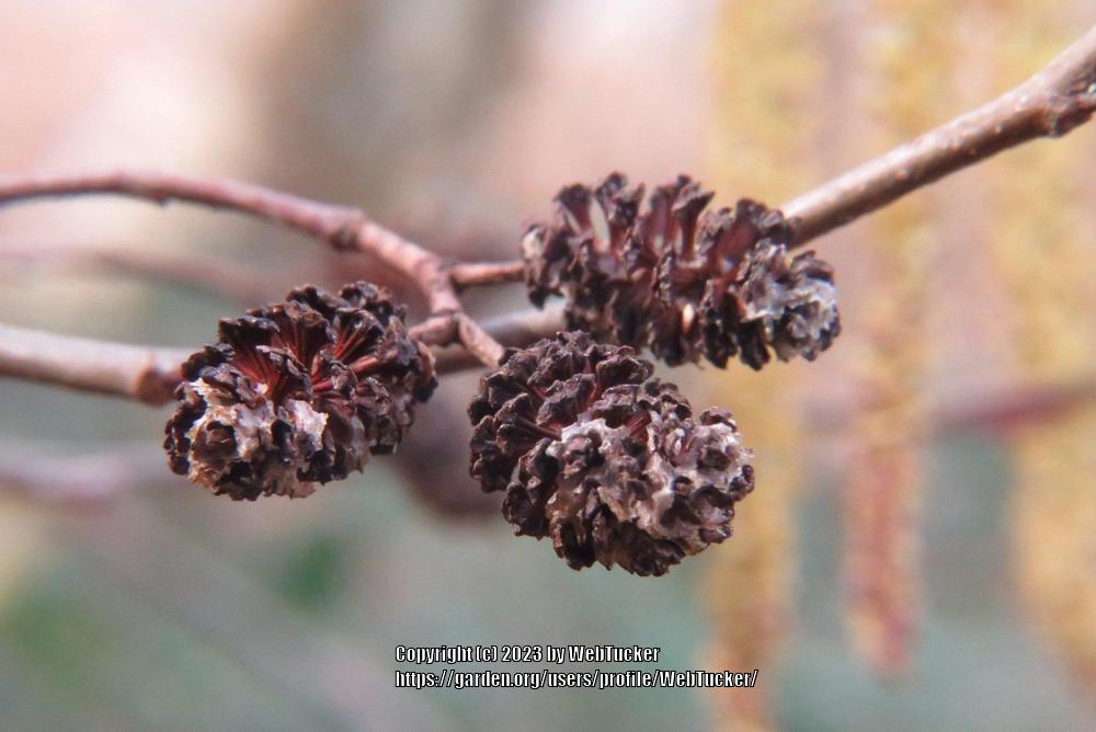 Photo of the cone of Hazel Alder (Alnus serrulata) posted by WebTucker ...