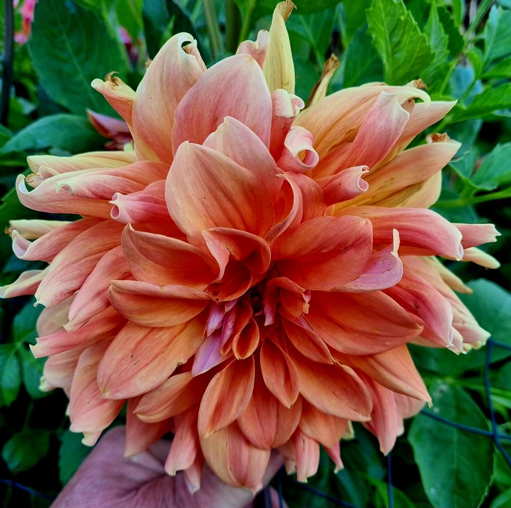 Photo of the bloom of Dahlia 'Winkie Whopper' posted by gwhizz - Garden.org