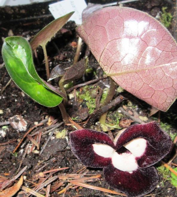 Photo of the entire plant of Panda Face Ginger (Asarum maximum) posted ...