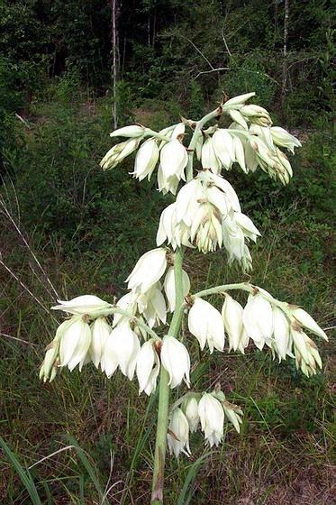 Photo of the bloom of Nodding Yucca (Yucca cernua) posted by lancepk ...