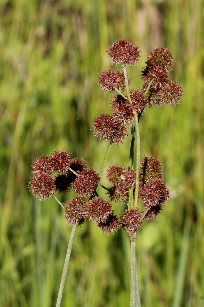 Photo of the seed pods or heads of Bighead Rush (Juncus megacephalus ...