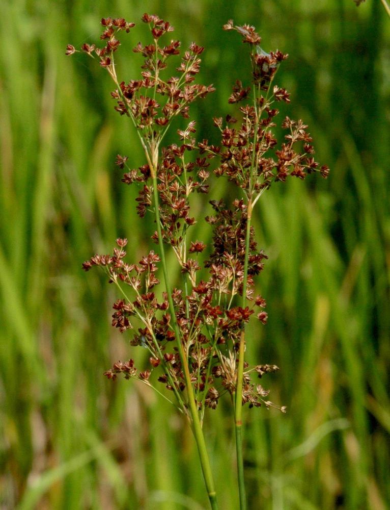 Photo of the stem, scape, stalk or bark of Stout Rush (Juncus nodatus ...