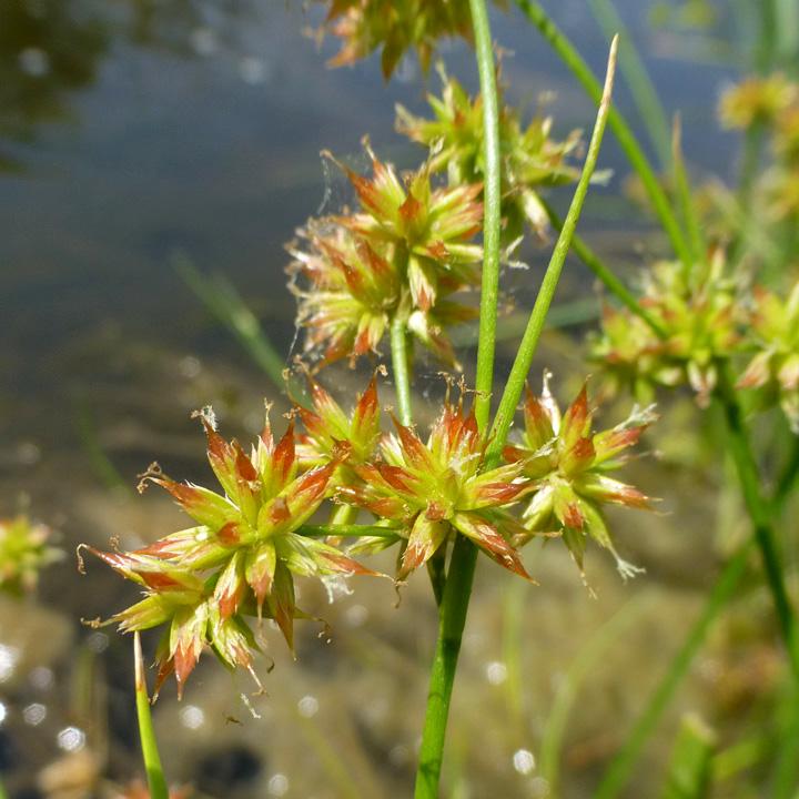 Photo of the bloom of Knotted Rush (Juncus nodosus) posted by ...