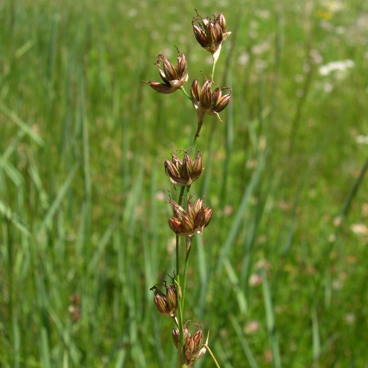 Photo of the stem, scape, stalk or bark of Long-styled Rush (Juncus ...