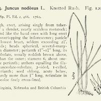 Photo of the documentation of Knotted Rush (Juncus nodosus) posted by ...