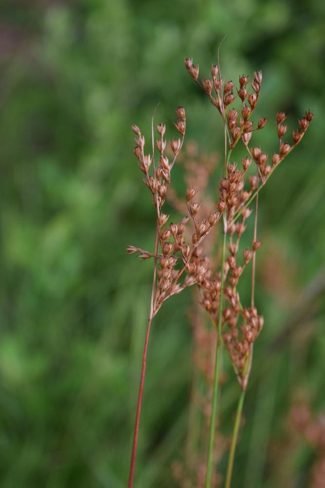 Photo of the stem, scape, stalk or bark of Grassleaf Rush (Juncus ...