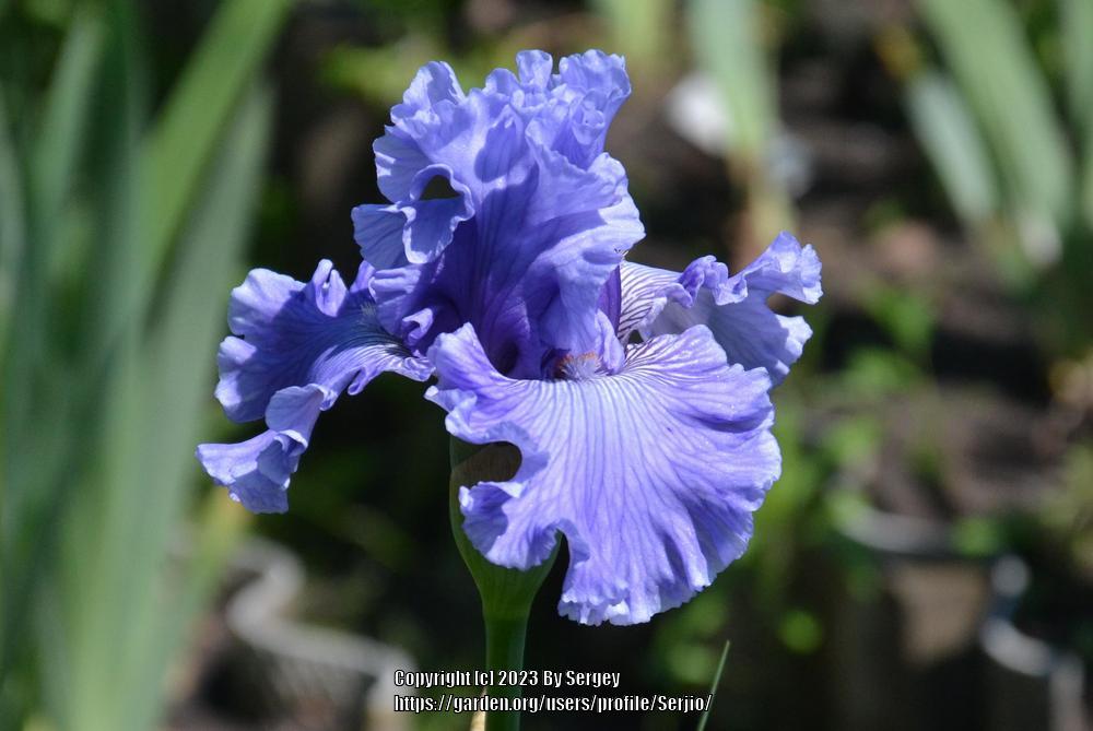 Photo of the bloom of Tall Bearded Iris (Iris 'Ocean Liner') posted by ...